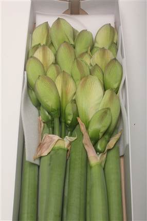 Commande de fleurs, plantes et déco maison en ligne Fleurs Heemskerk